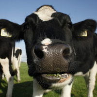 Schaffer 2026 - Algemene ervaring